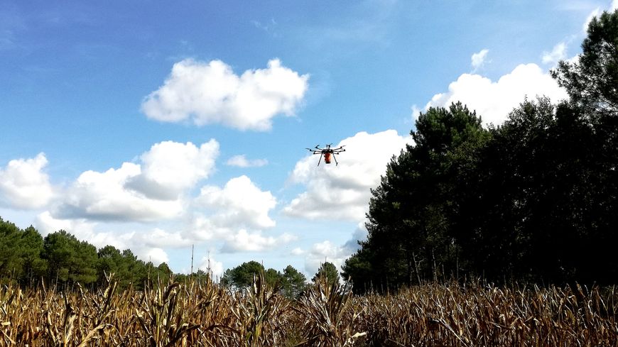 Des graines semées par un drone dans les Landes, une première en France