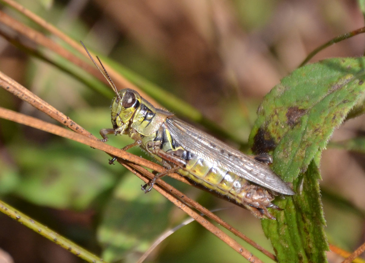 Woods Walks and Wildlife: October 2011