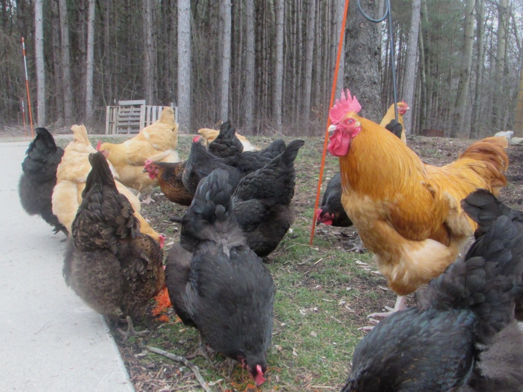 Fleur de Lis Homeschool Blog: Sonlight Core H (World History Year 2 of ...