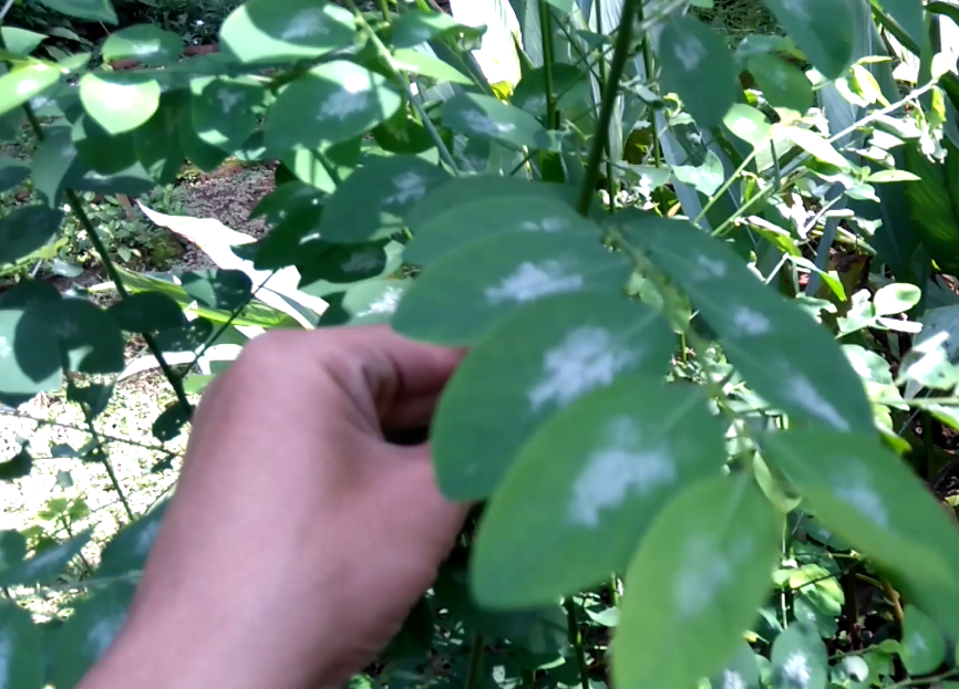 Manfaat dan Khasiat Tanaman Katuk (Sauropus Androgynus) | Tanaman Herbal