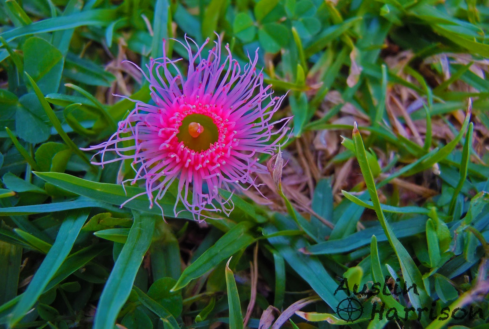 The Ramblingstone: Australian Photography: Merimbula