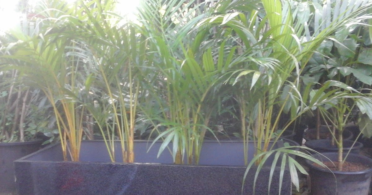 DAFTAR HARGA TANAMAN: Palm Kuning 1 meter