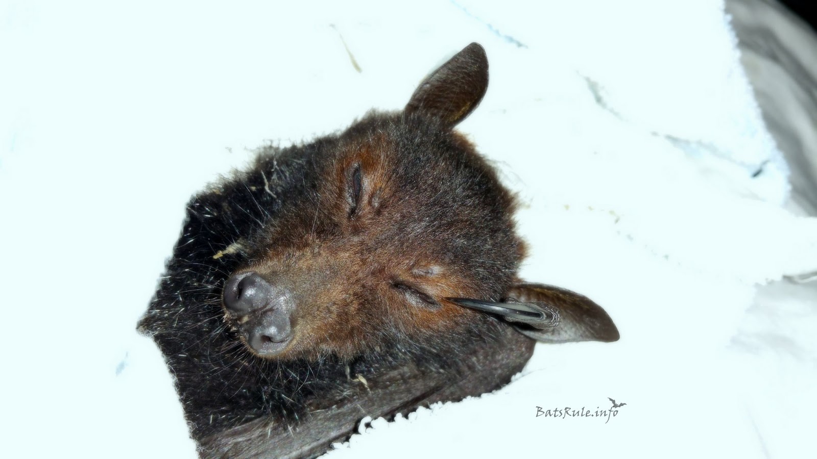 RESCUE MEGABAT BLACK FEMALE BABY 09/03/2015