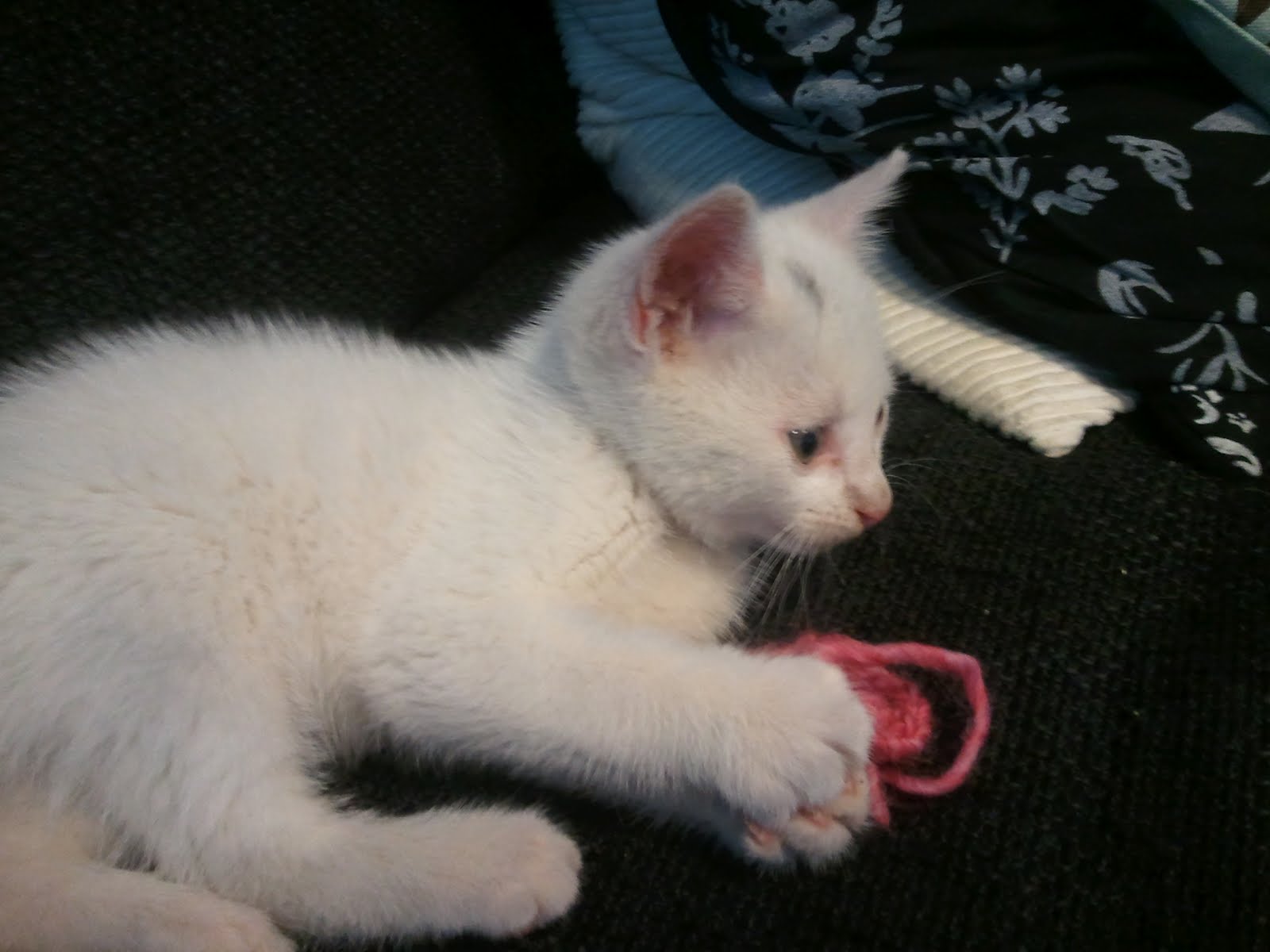 Hverdagsgleder: Ny liten Pusekatt