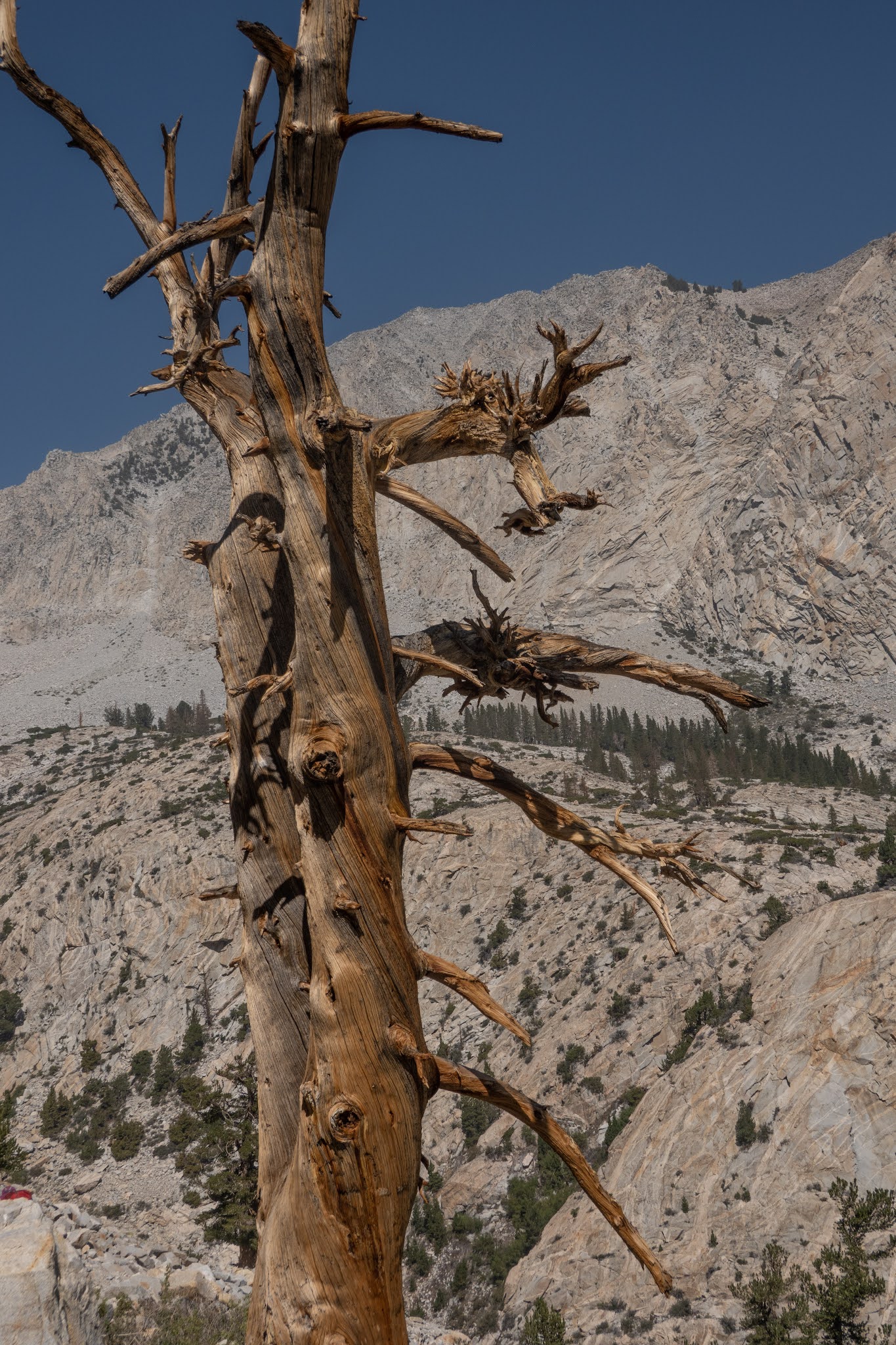 The Ninja Librarian: Photo Friday: Old trees. Really old trees.