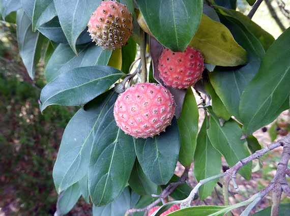 Cornus capitata Wall. 1820