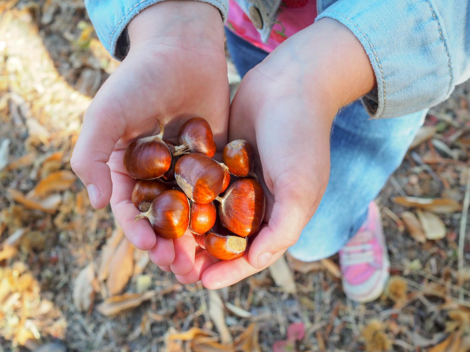 Little Hiccups: Chestnut Picking at Skyline Chestnuts