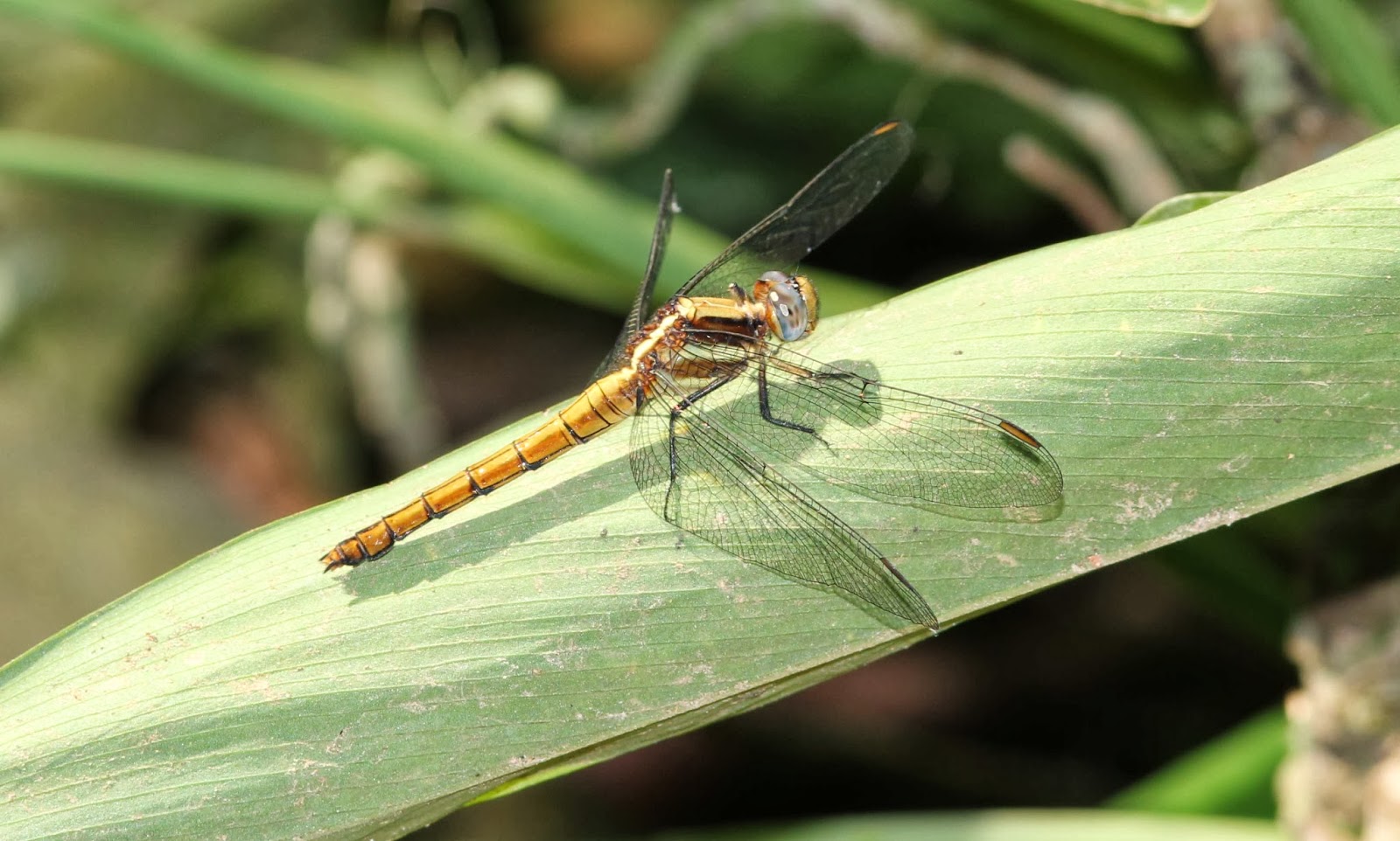 Dragonflies and damselflies of Vietnam: Female Boyeria karubei and ...