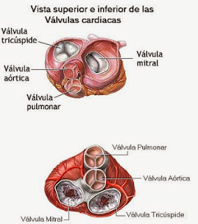 CANAL ATRIOVENTRICULAR: ANATOMIA CARDIACA INTERNA