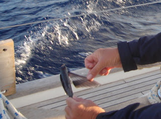 busy brains at sea: Flying Fish_ Poem Forms
