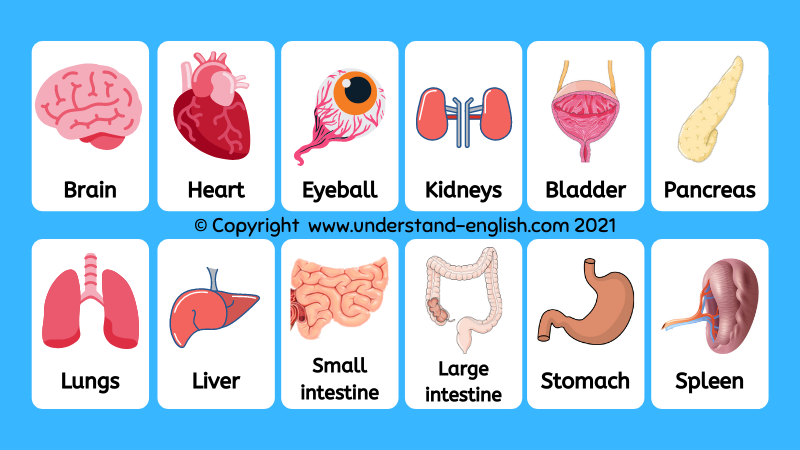 Human Organs Flashcards