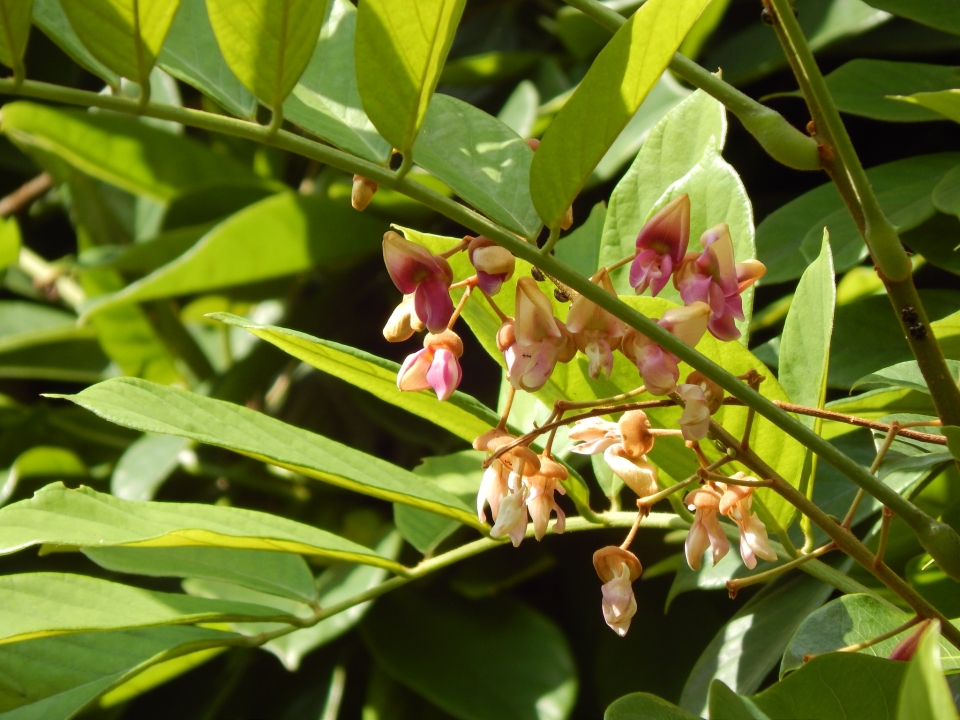 Mengenal Tanaman Tuba, Ketika Susu Dibalas Tuba - *Banjir Embun*