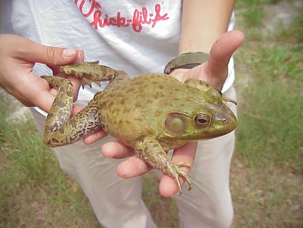 Animals Wallpapers: bullfrog
