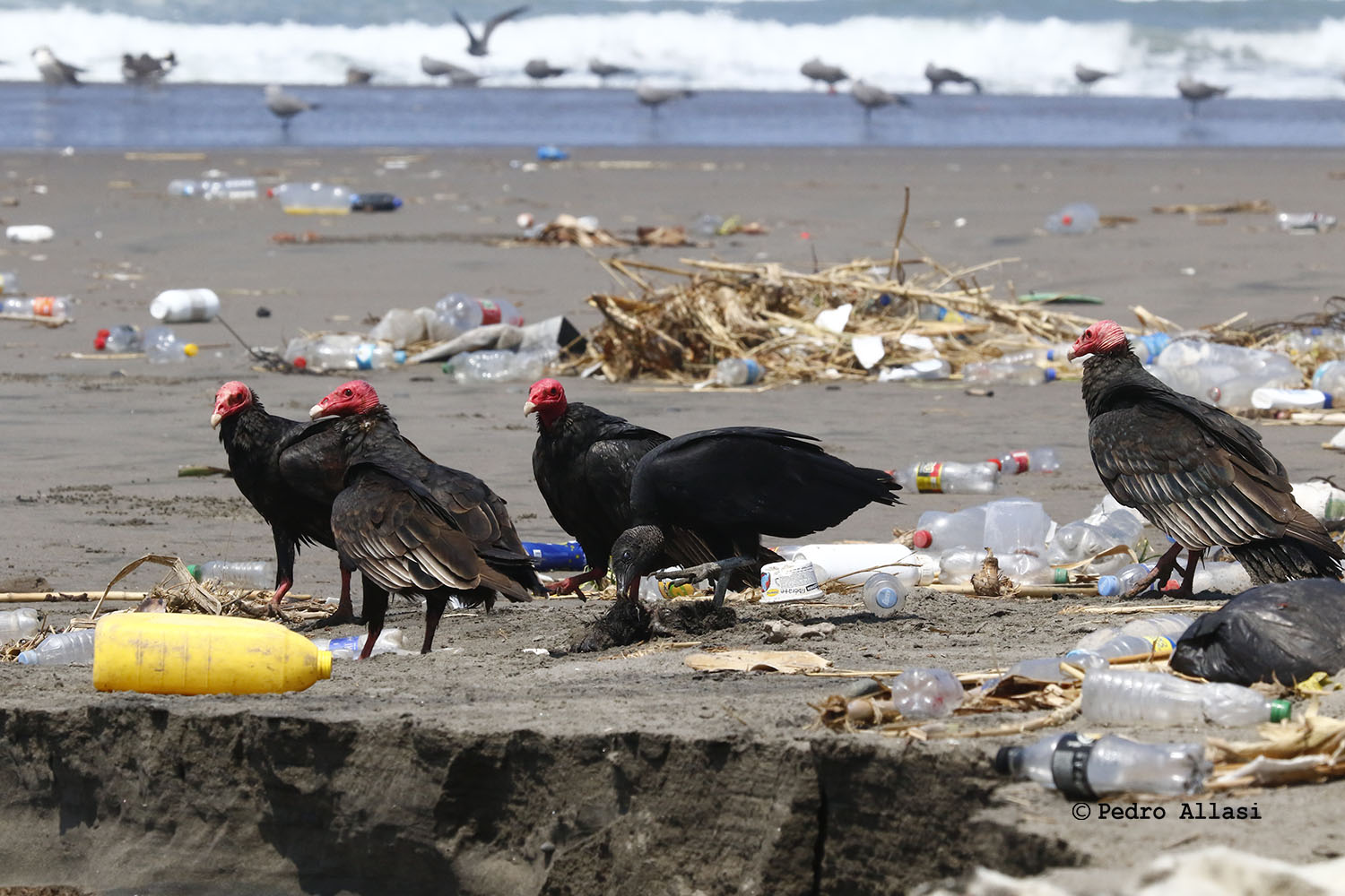 AVES DE AREQUIPA , Pedro Allasi: Gallinazo de cabeza negra, en Camaná