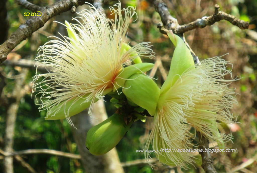කහට [Kahata] (Careya arborea) ~ අපේ ඔසුපැළ Medicinal Plants of Sri Lanka