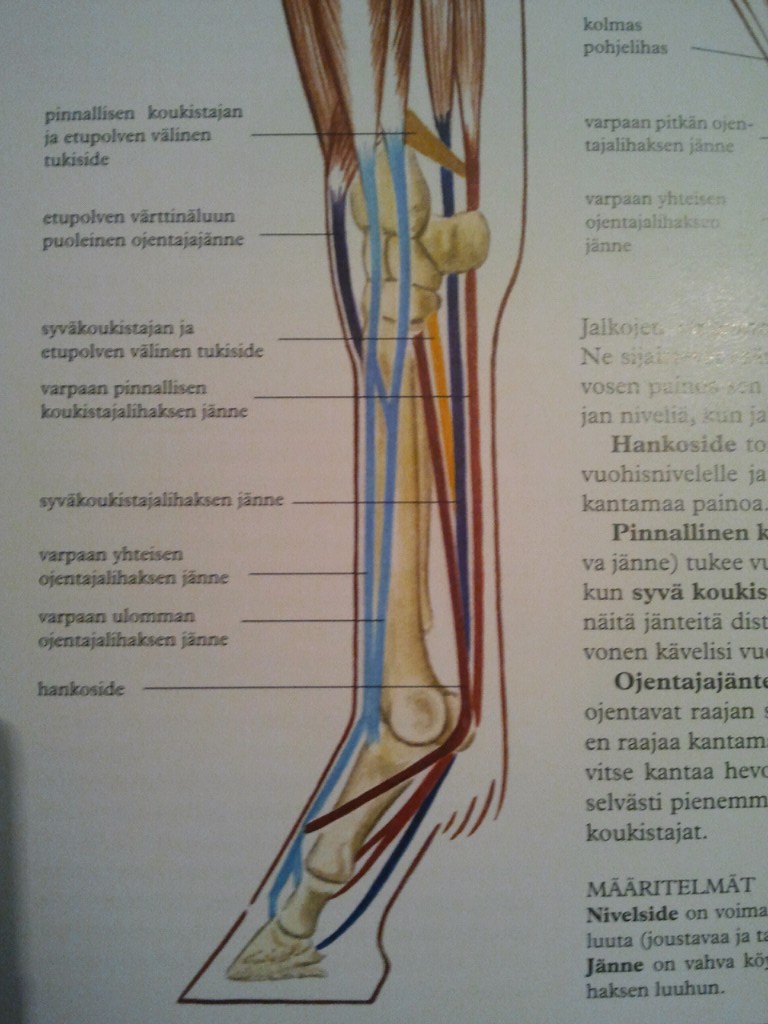 Tulevaisuus hevostenhoitajana: Toinen lähijakso
