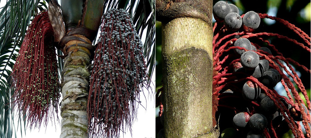 Bacaba - Oenocarpus bacaba