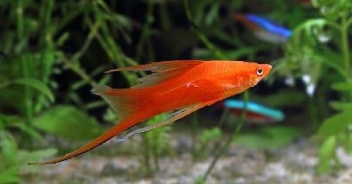 Ikan Platy Pedang; Klasifikasi, Morfologi, Habitat Dll - Melek Perikanan