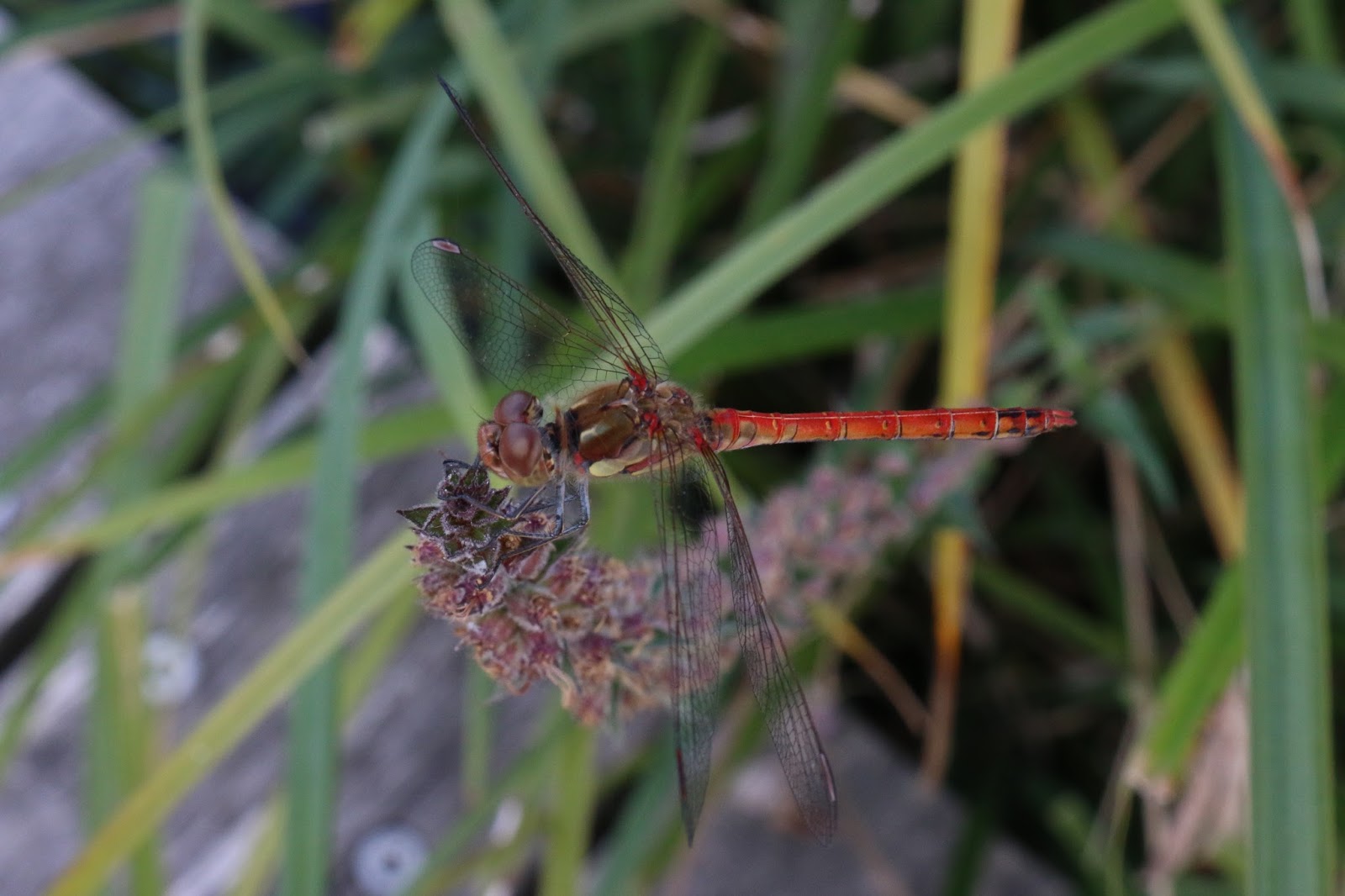 Insectes d'Alsace: Sympetrum striolatum - Sympetrum fascié