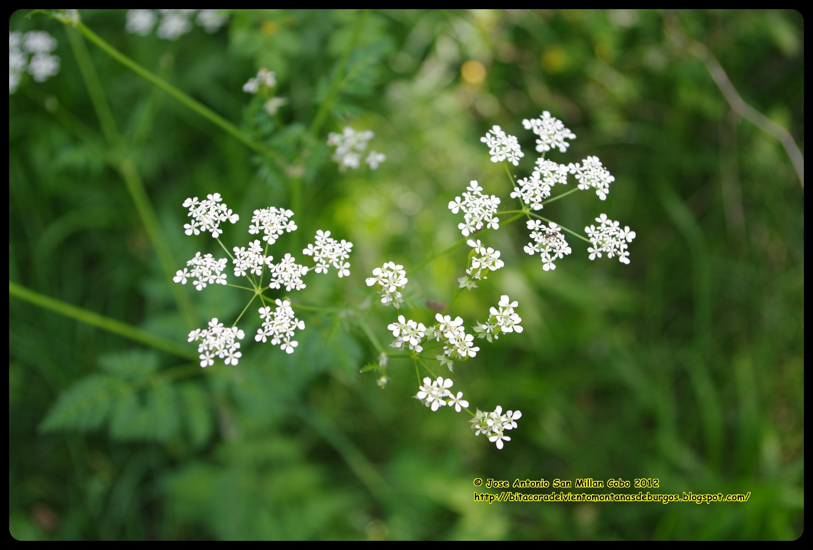 Bitacora del Viento: Conium maculatum (Cicuta)