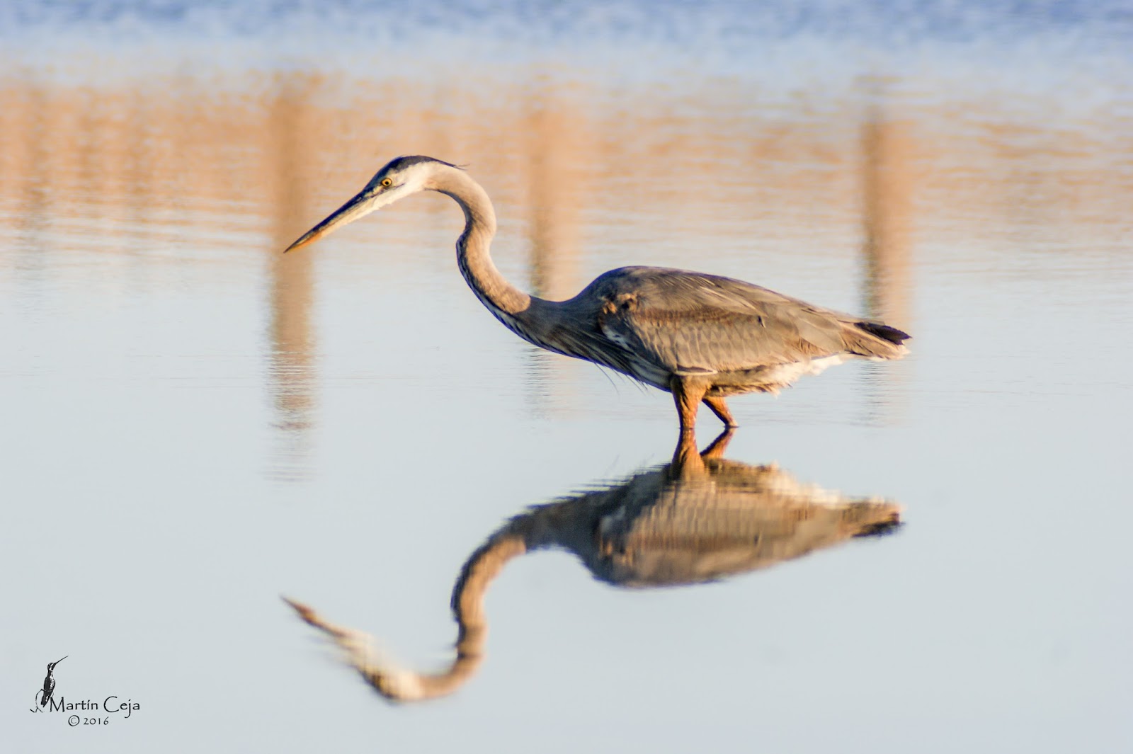 CEJA | Fotografía: Garza Morena - Great Blue Heron (Ardea herodias)
