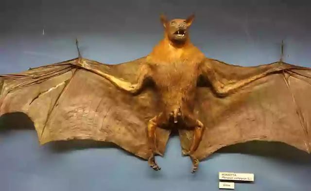 brand new species of Orange bats found in African country
