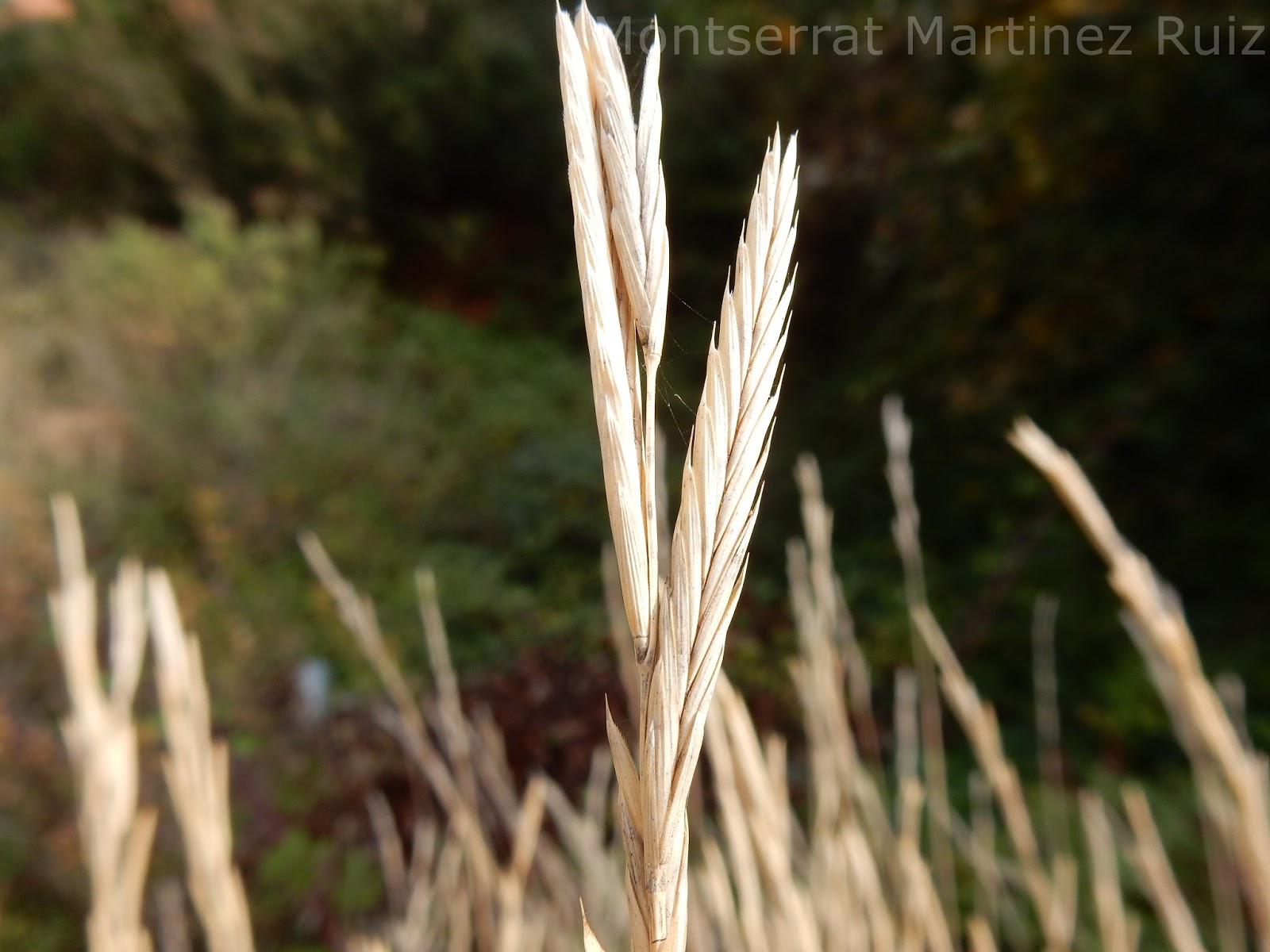 BROZA BASTA - BOTÀNIC SERRAT