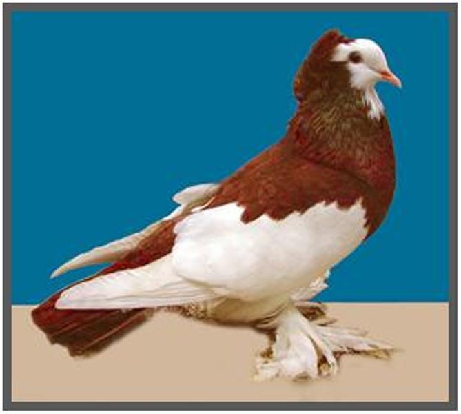 Hungarian Buga Pigeon | BD PIGEONS