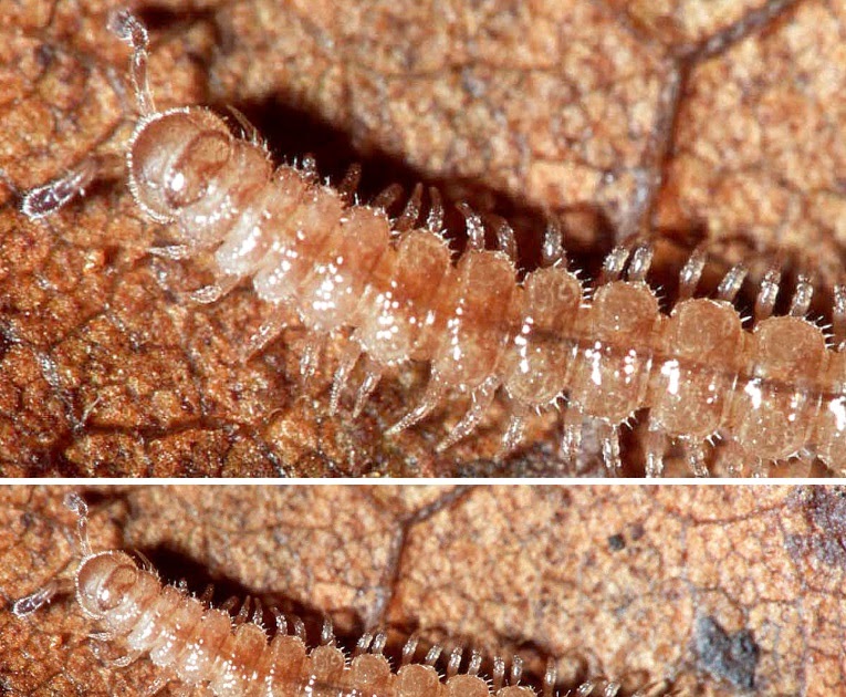 Species New to Science: [Diplopoda • 2021] Three New Genera and ...