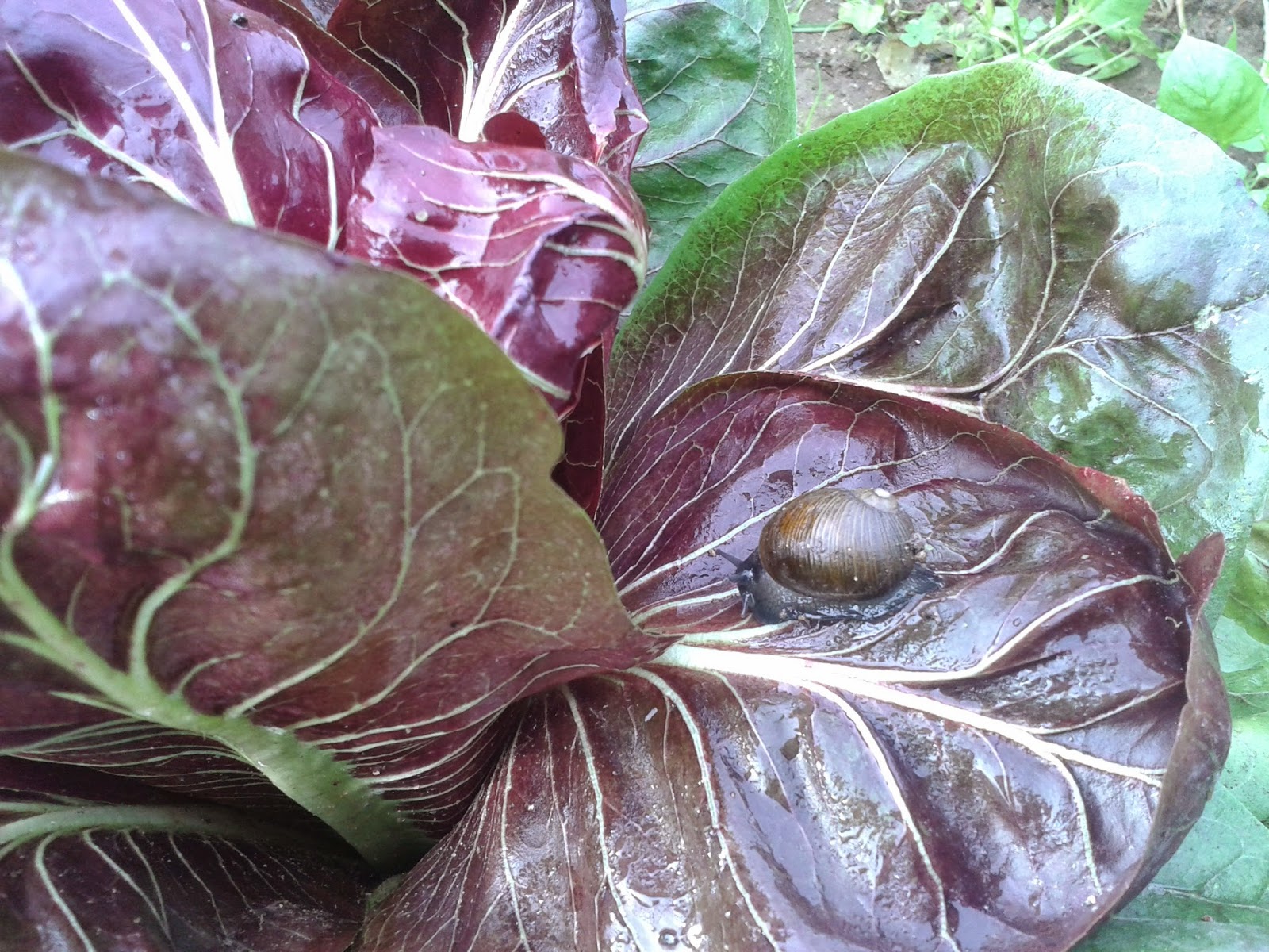 Il Radicchio, rosso fiore dell'orto