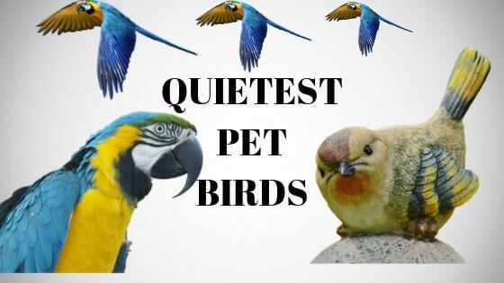 7 Best Pet Birds That Are Quiet - 2020 Eye-Catching List