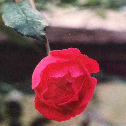 Frontier Florida : Heirloom roses bloomed for pioneers