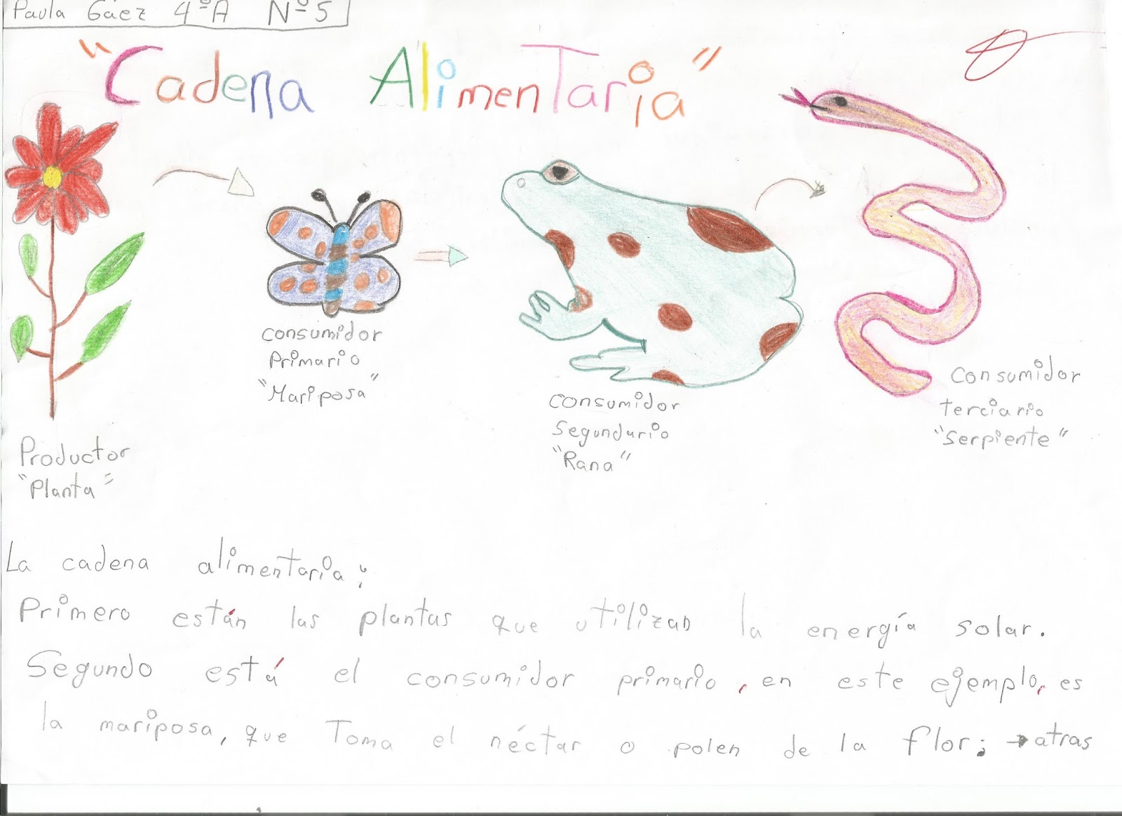 Primary English Siglo XXI School: cadena alimentarias