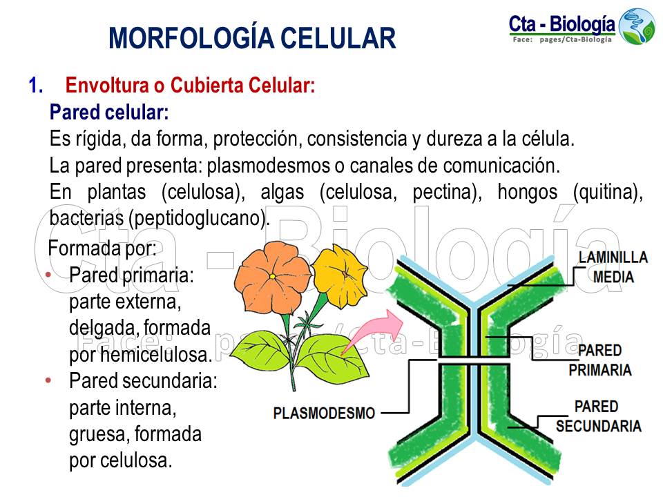 Biología didáctica: NSC 4° - Morfología Celular