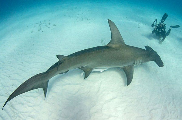 Hiu Martil, Predator Lautan yang Berkepala Lebar | RE Tawon