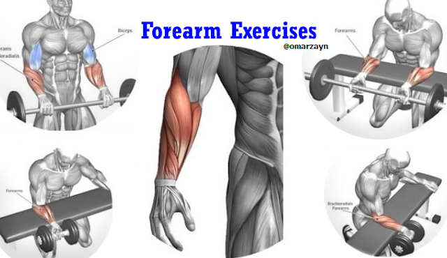 Forearm Workouts | 6 Best Exercises for Mass | By Omar Zayn Blog - OMAR ...