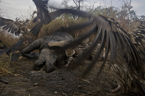 desde el LENTE: Steve Winter