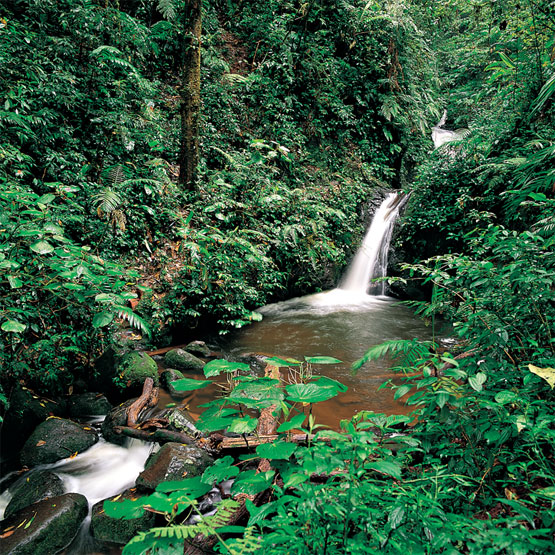 Geografia Beatriz H.: LOS MEDIOS ECUATORIALES Y TROPICALES