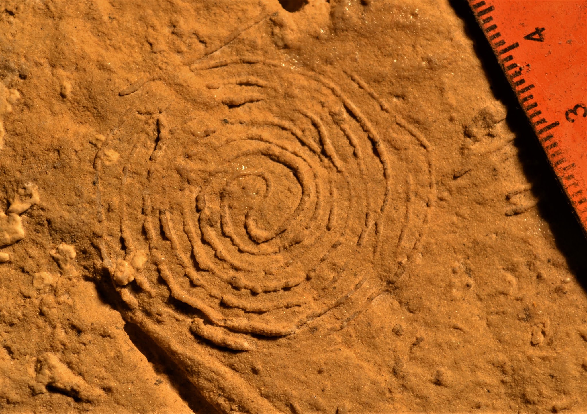 Drunk on Geology: Drunk on Paleontology - Madonna Estate Dolcetto