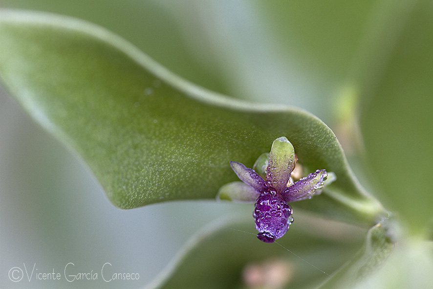Imagen y Naturaleza . Blog de Vicente García Canseco: La flor del rusco