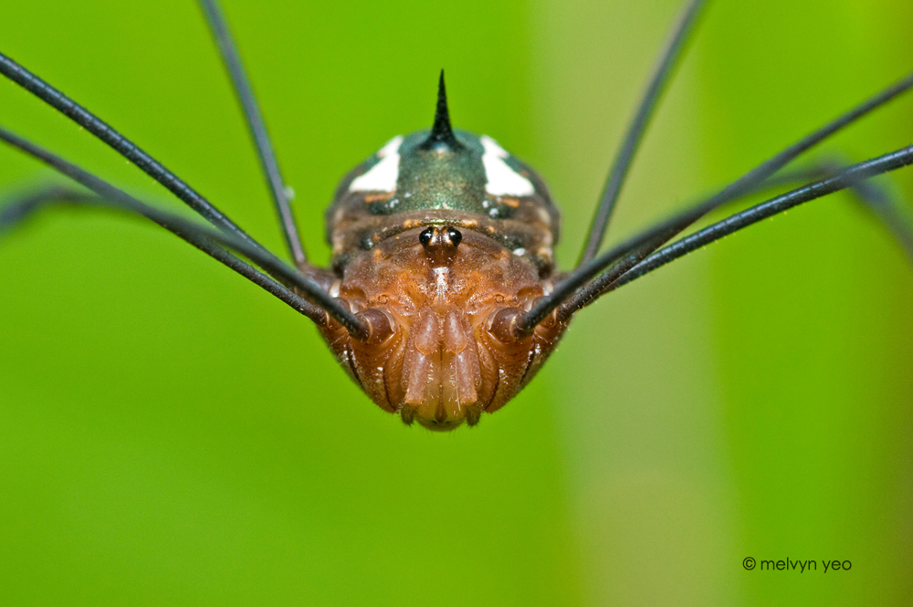 Melvyn's Photography: Harvestman, Opiliones