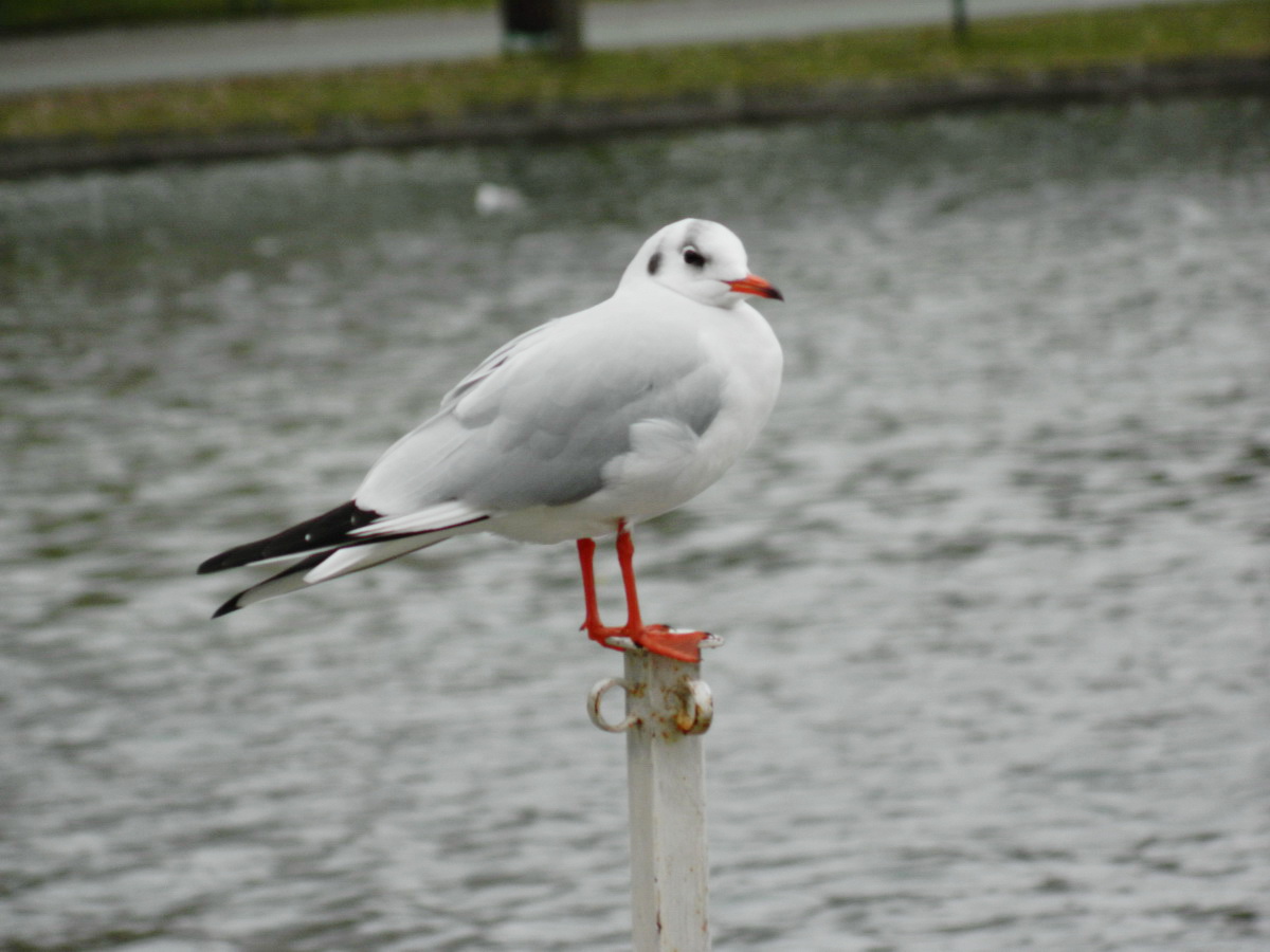 LA MULTI ANI, ROMANIA!: Pescarusi