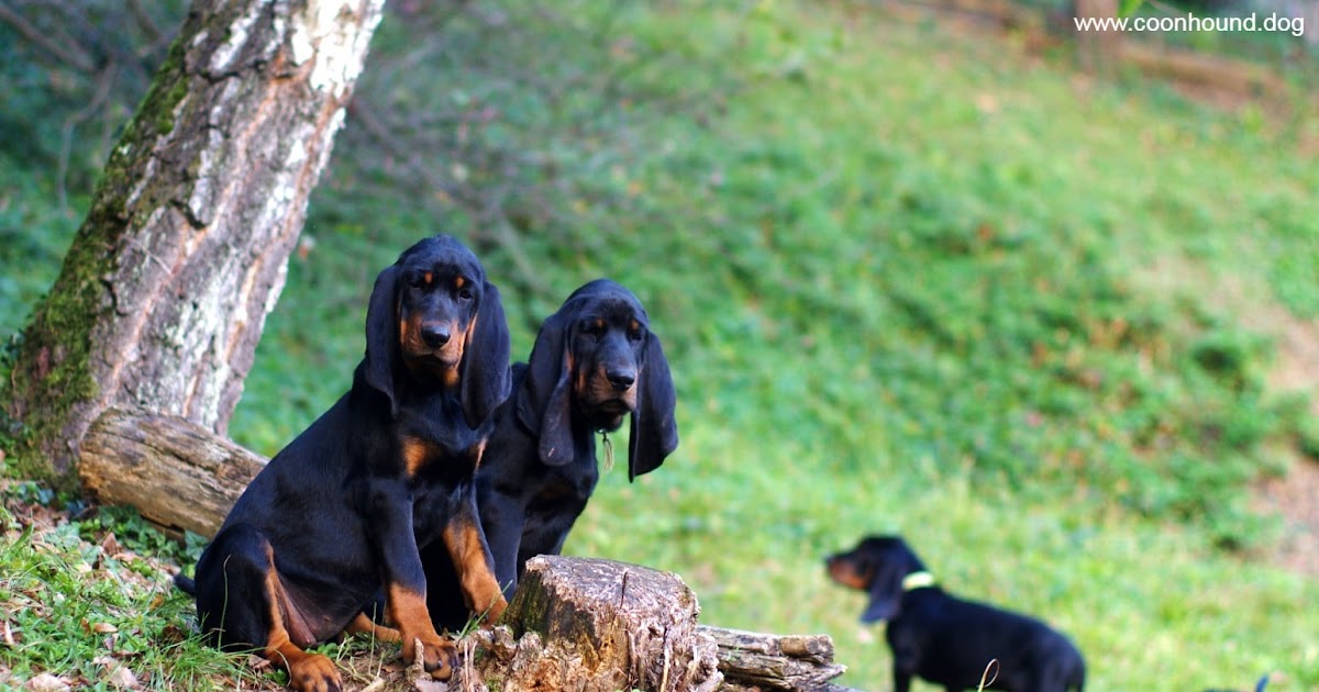 Totegnac Coonhounds