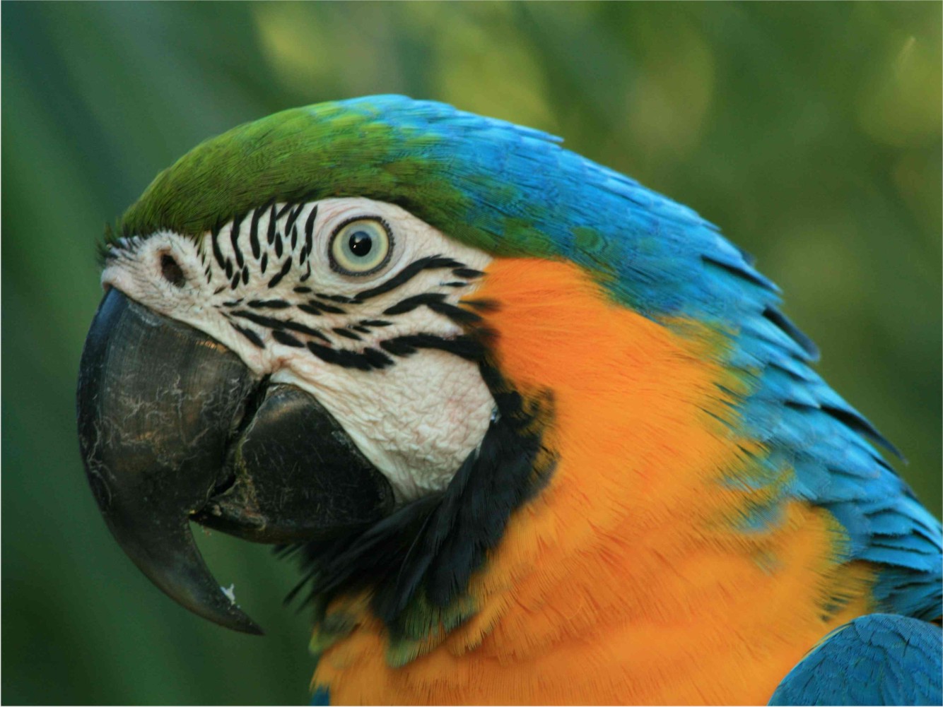 Eu Amo o Campo: Fauna Brasileira