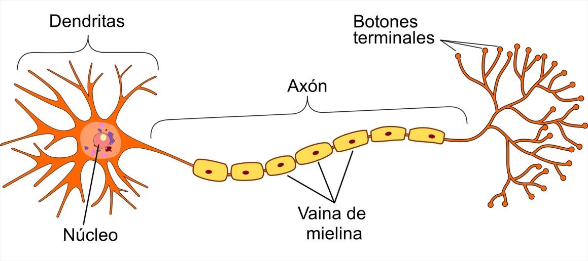 Anatomía de la neurona.