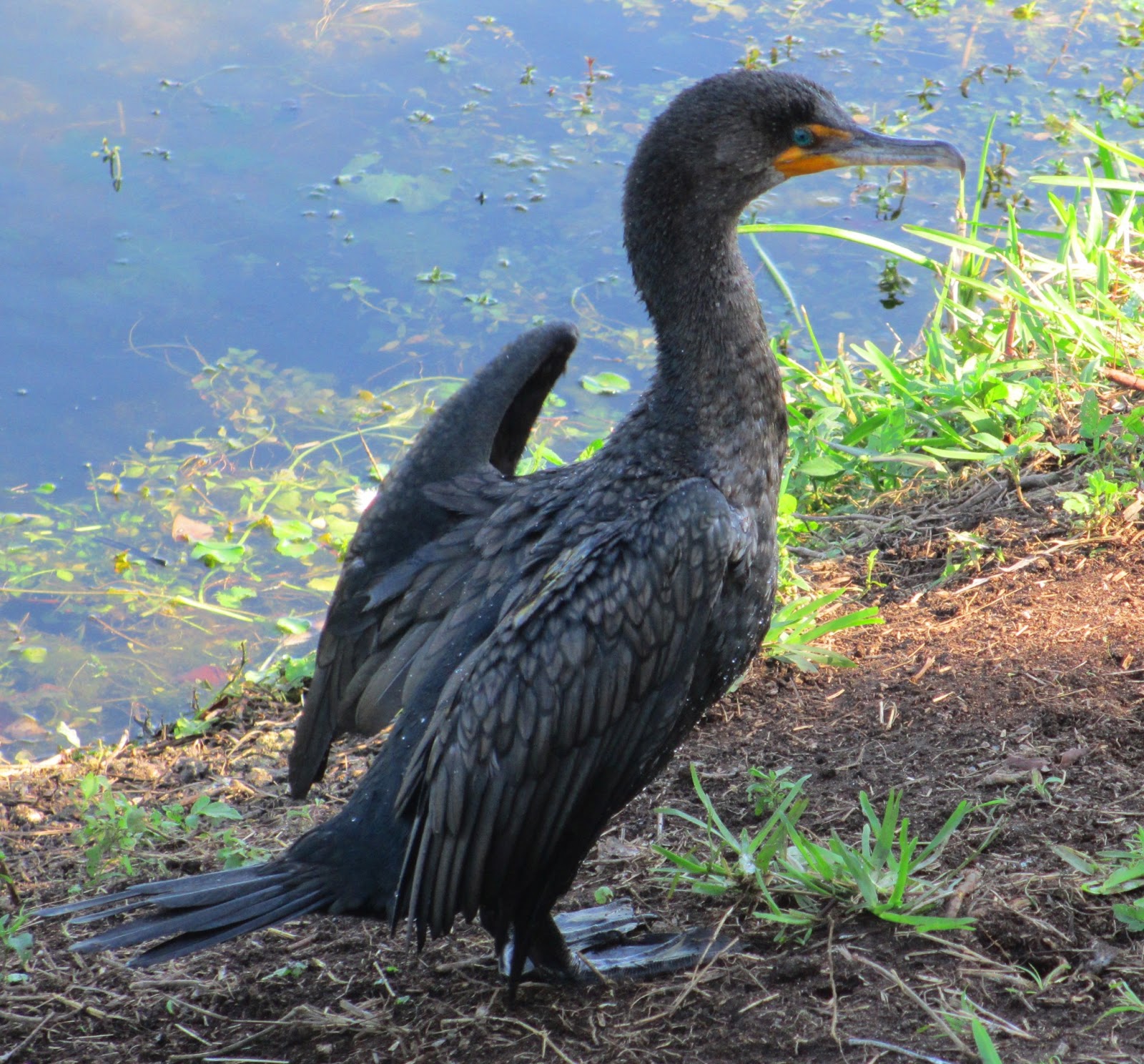 Cannundrums: Double-Crested Cormorant