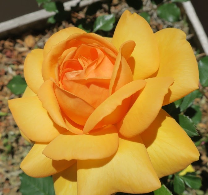 Elephant's Eye on False Bay