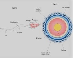 Human Reproduction and Fertilization Process in Detail