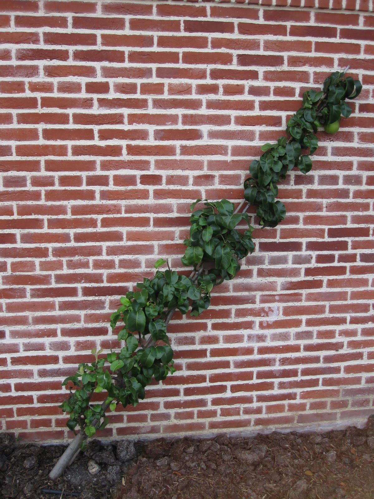 Fi's growing, gardening and design: Espalier and Cordon trees