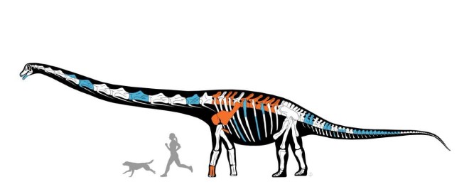 Fundacion Dinosaurios Cyl: Choconsaurus, el nuevo dinosaurio de El Chocón
